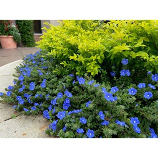 Pokok blue daze blue / blue diamond / outdoor plant real plant | Shopee ...