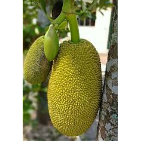 pokok buah nangka , buah besar | Shopee Malaysia