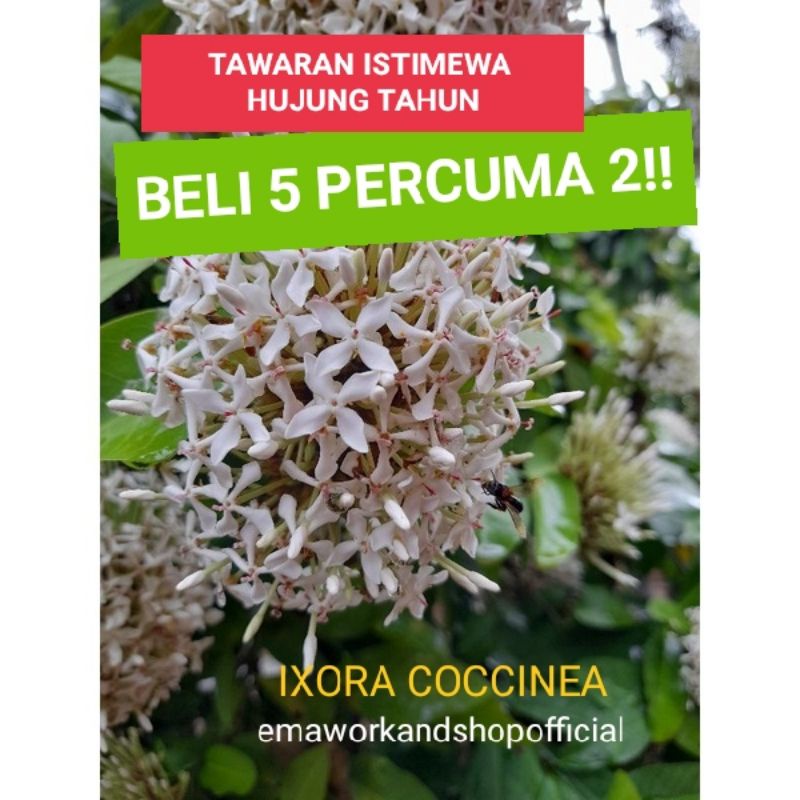 Anak Pokok Bunga Flower Tudung Periuk Putih Ixora Coccinea Makanan ...