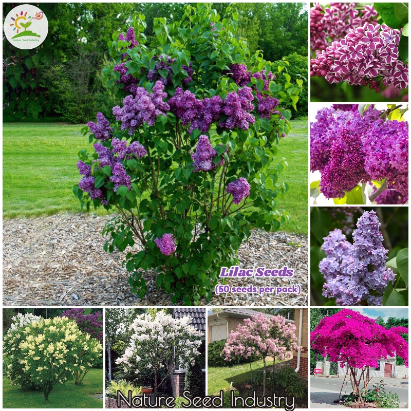 Benih Bunga Lilac Seeds Aromatic Flowers Flower Seeds for Gardening ...