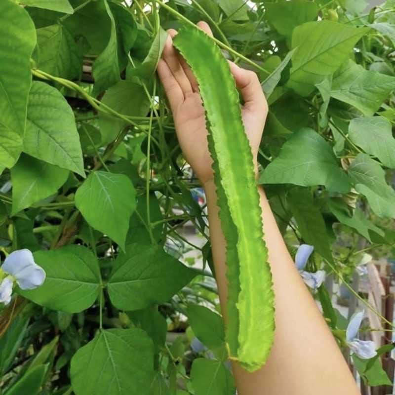 Taiwan Extra Long Winged Bean (3 Seeds) /Biji Benih Kacang Sayap Extra ...