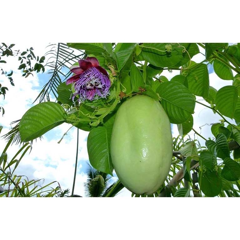 Giant Passion Fruit Young Plant/ Anak Pokok Markisa Gergasi/ Giant ...