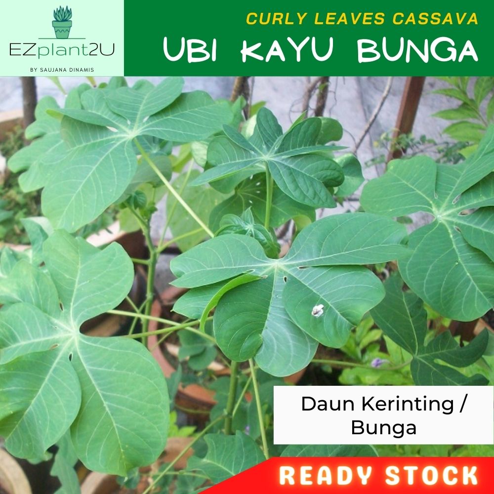 [2 Keratan] UBI KAYU BUNGA KERINTING | Curly Leaves Cassava Real Live ...