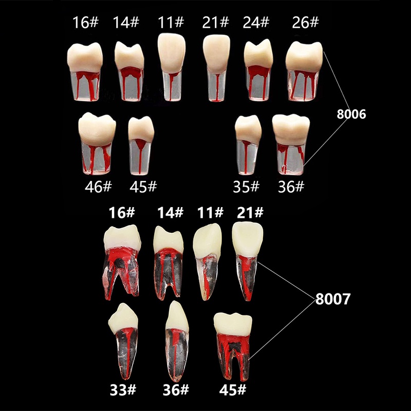 1pcs Dental Endo Training Block Tooth Endodontics Root Canal Model ...