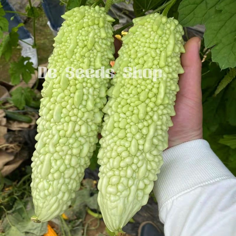Benih Peria Hijau Muda F1 Hybrid 4pcs/Bitter Gourd/绿白苦瓜籽 | Shopee Malaysia
