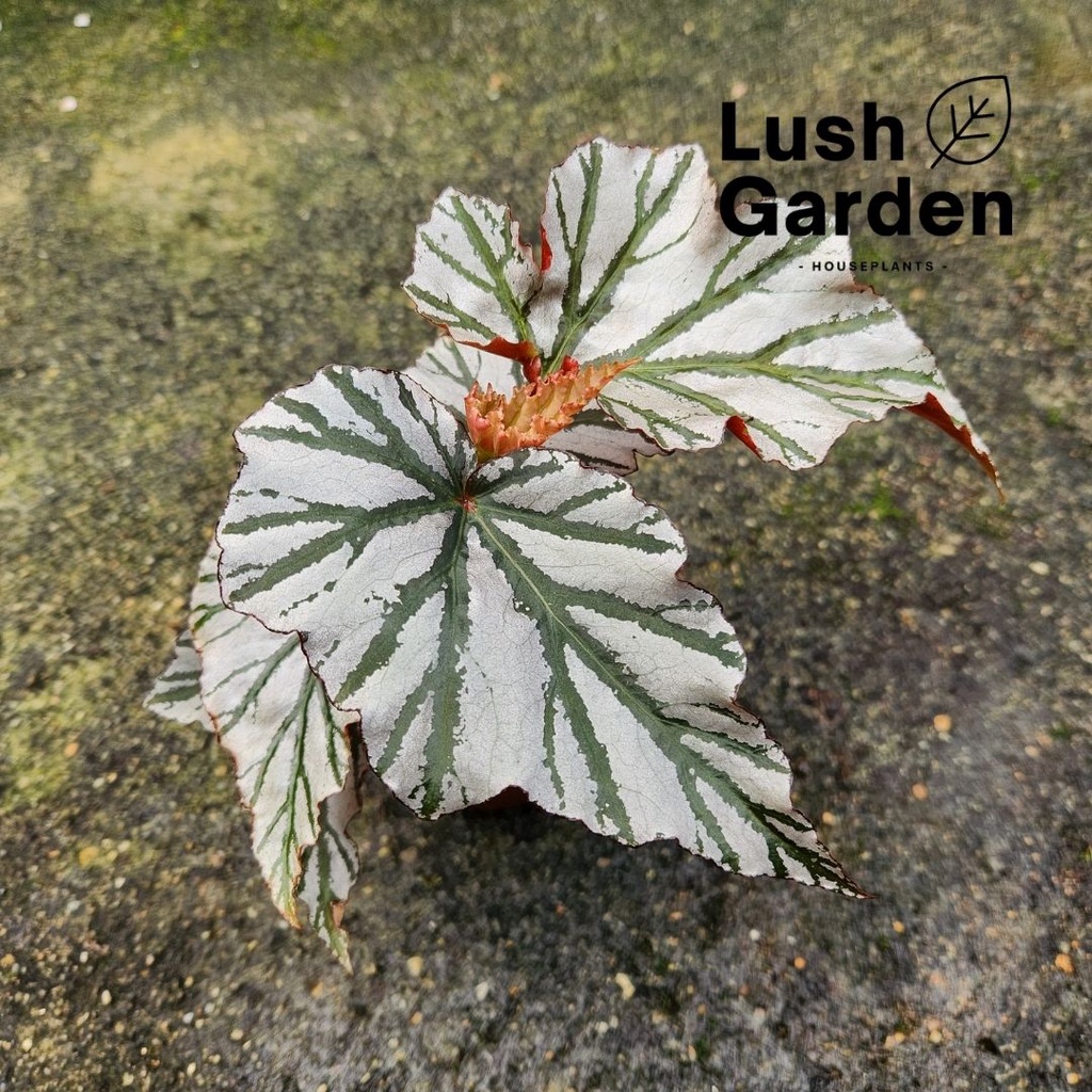 Begonia Highway / 海威秋海棠 120mm Pot Asam Batu Live Plant Pokok Hiasan ...