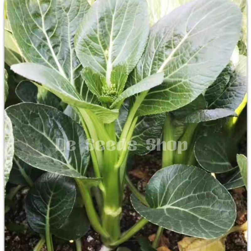 Benih Sawi Hong Kong F1 Hybrid 100pcs(Stem Besar)/香港菜心籽 | Shopee Malaysia