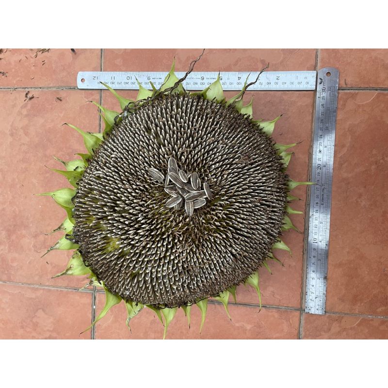 20Biji benih bunga matahari (besar)Seeds French sunflower法国食癸/20-seeds ...