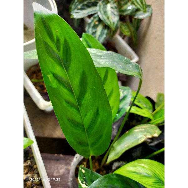 Pokok Calathea Leopardina dlm polybeg | Shopee Malaysia