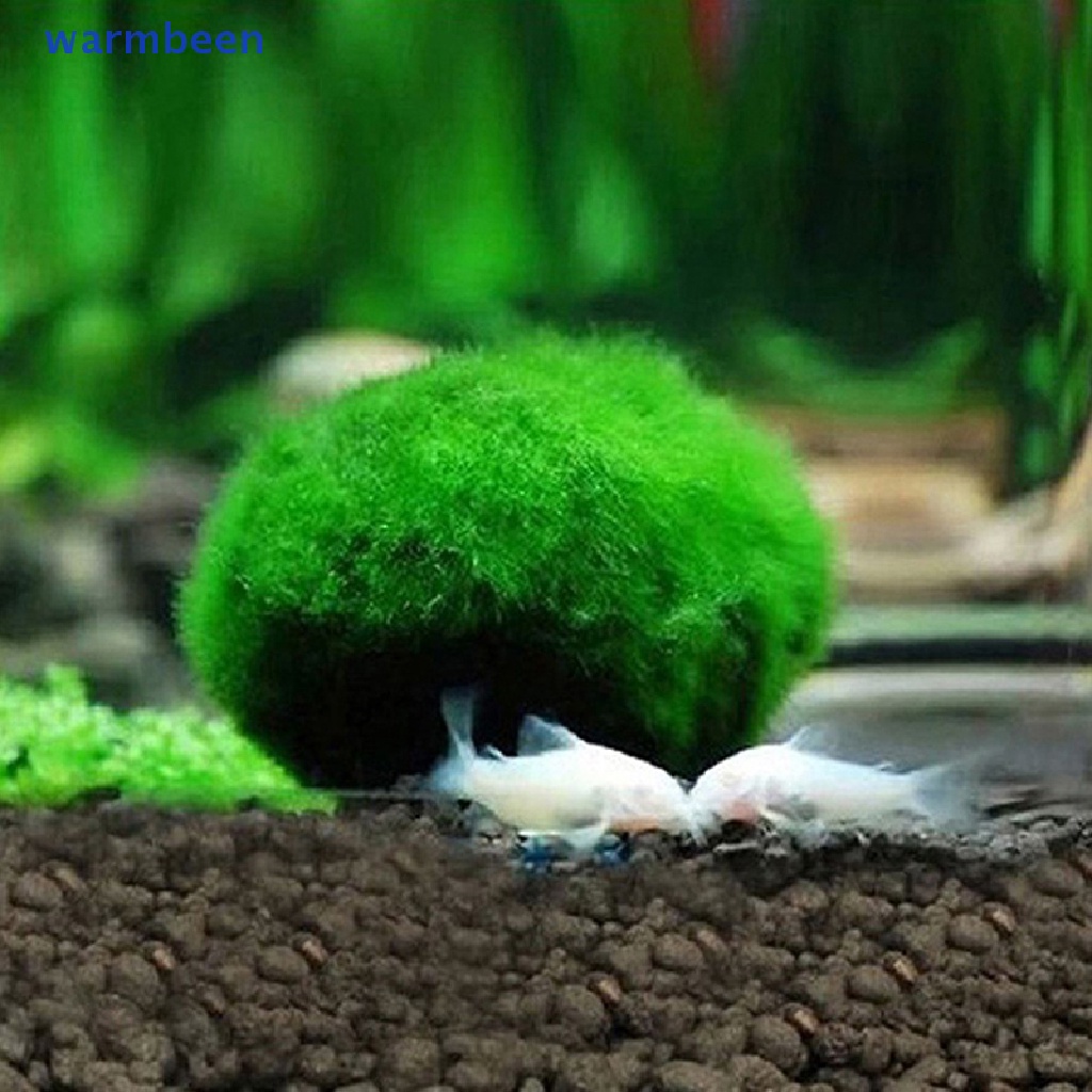 (warmbeen) 2-3cm Marimo Balls Algae Fish Shrimp Ornament | Shopee Malaysia