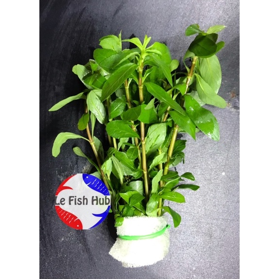 AQUARIUM AQUASCAPE DECORATIVE LIVE PLANT🌱HYGROPHILA POLYSPERMA SP. 红丝青叶 ...