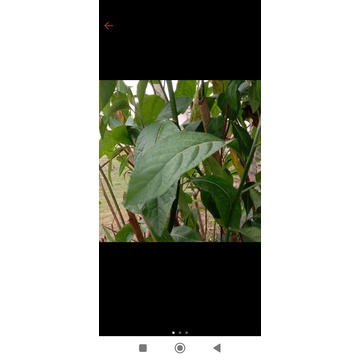 pokok bismillah/ketum cina/Israel(keratan batang) | Shopee Malaysia