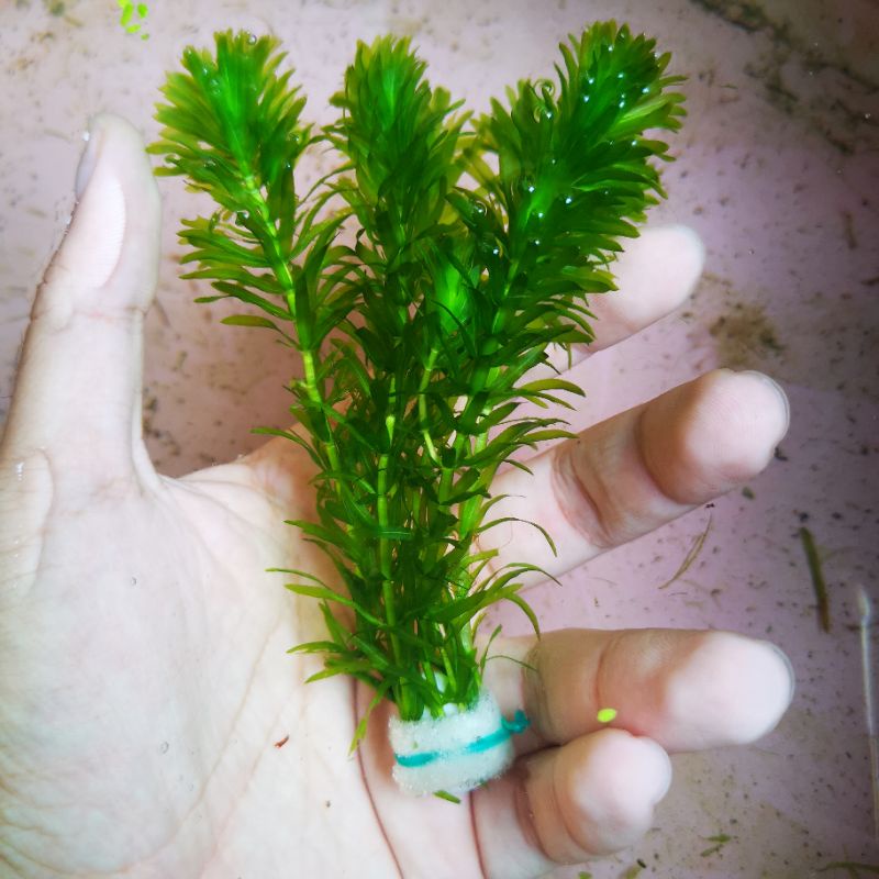Aquarium plant (Hydrilla) | Shopee Malaysia