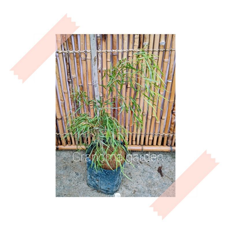 (GG real plant) weeping willow ^ janda merana salix babylonica babylon ...