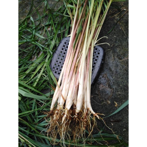 POKOK SERAI WANGI SEKALI AKAR (sepokok) | Shopee Malaysia