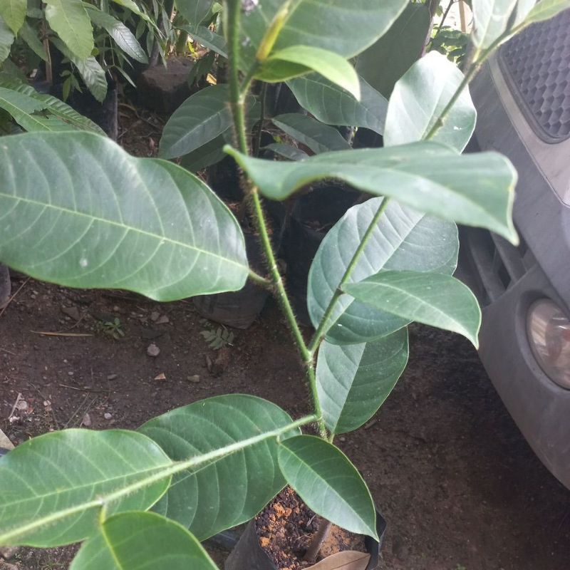 POKOK CEMPEDAK KEH POH // POKOK KAWIN PEN & IPOH | Shopee Malaysia