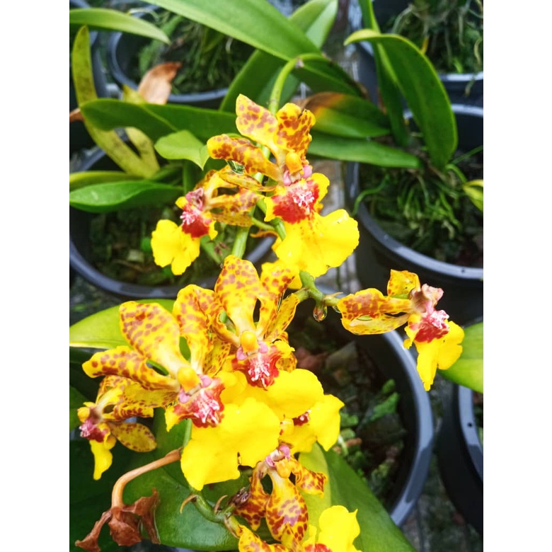 Oncidium Parang - with flower/spike | Shopee Malaysia