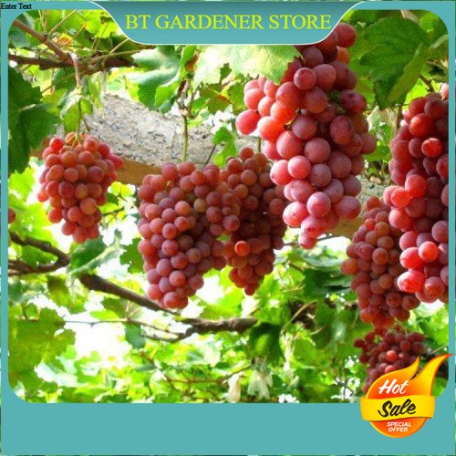 10pcs Grapes Seeds (Red Cardinal ) Biji Benih Anggur Ready Stock ...