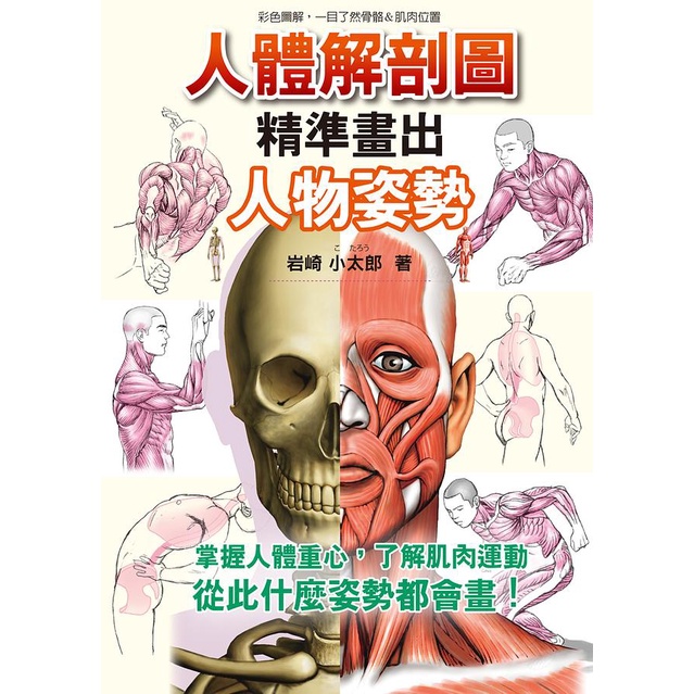 Human Anatomy Illustration Accurately Draw Character Posture: Color ...