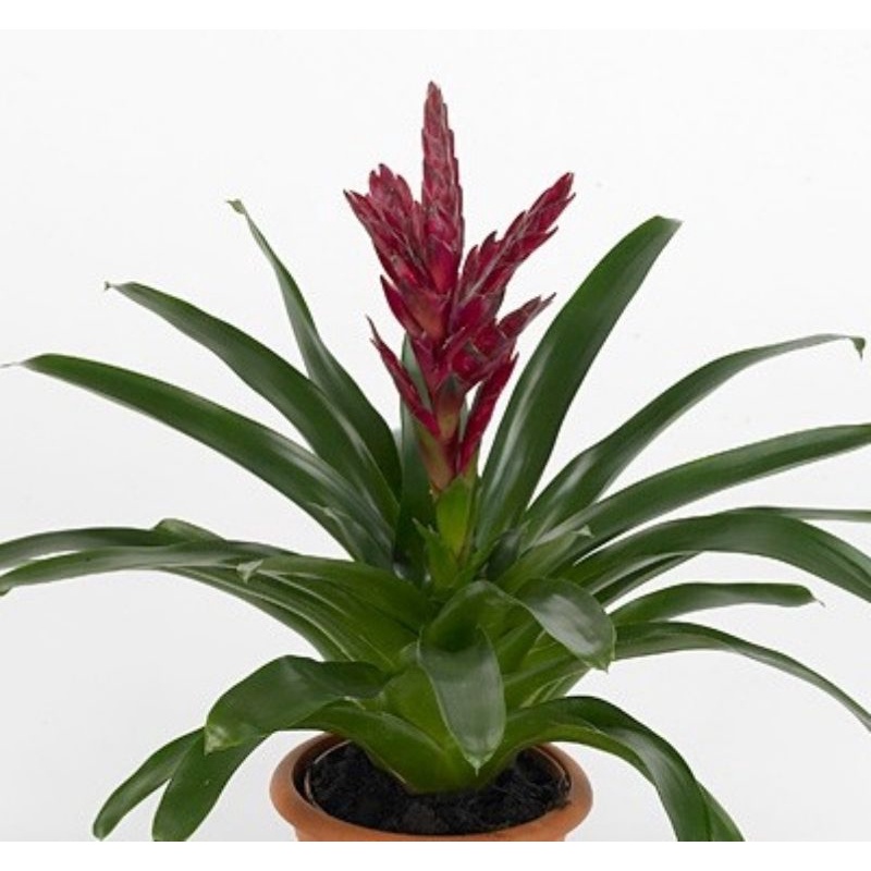 bromeliad vriesea Purple | Shopee Malaysia