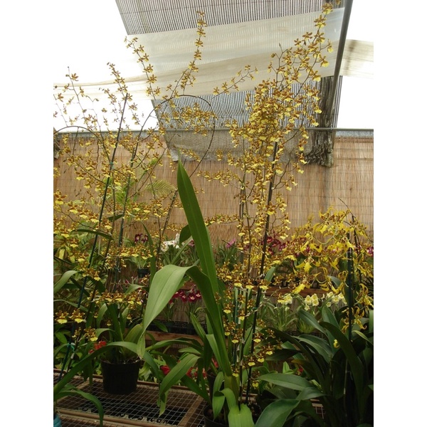 Oncidium Splinter ( Orkid Kuning Bunga Tinggi ) | Shopee Malaysia