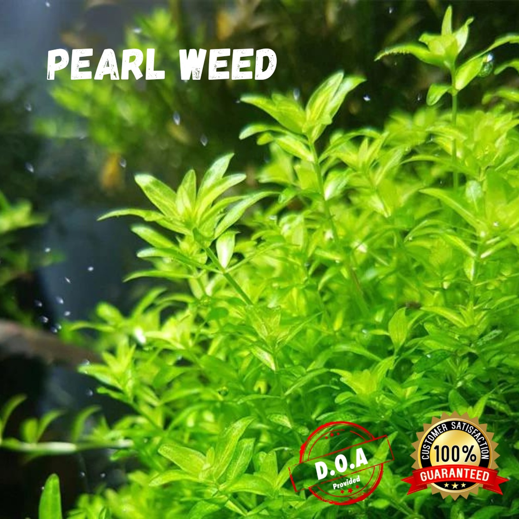 [LOCAL SELLER] Hemianthus Micranthemoides (Pearl Weed) (Aquascape ...