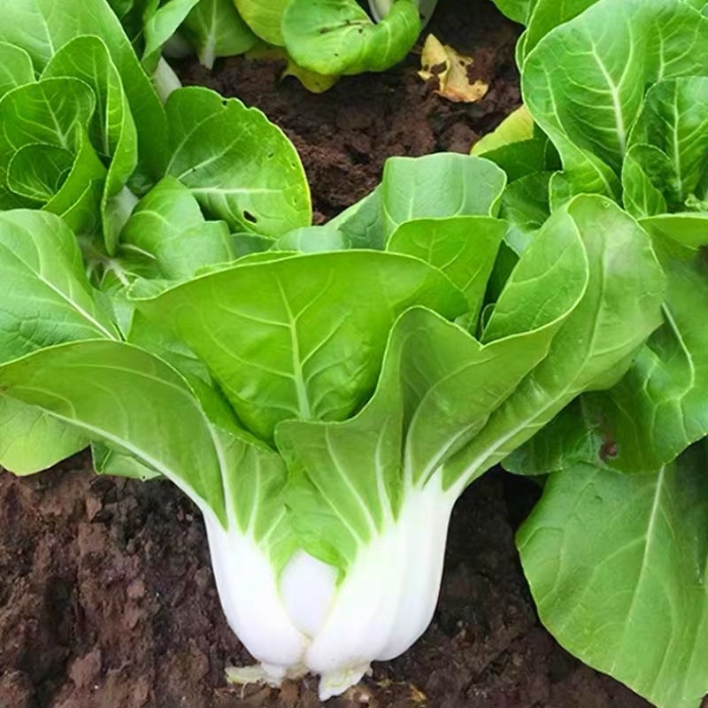 800‘Biji benih Kubis kerdil / Dwarf pak choy 矮脚白菜种子 | Shopee Malaysia