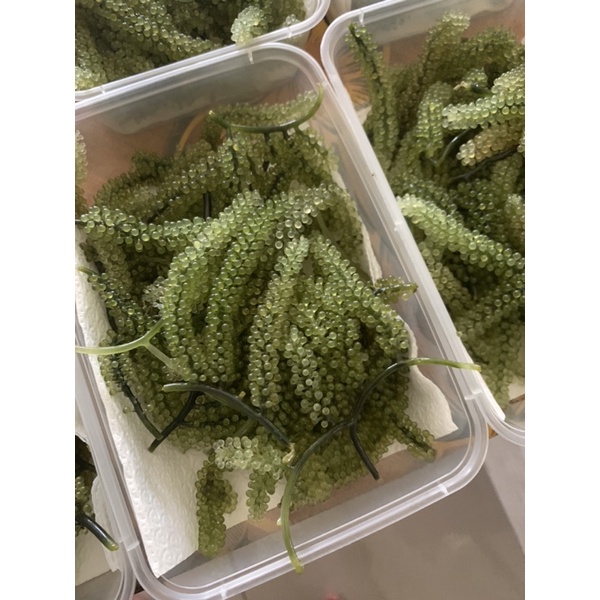 LATOK THAI FRESH (60g) buy 3 FREE 1 | Shopee Malaysia