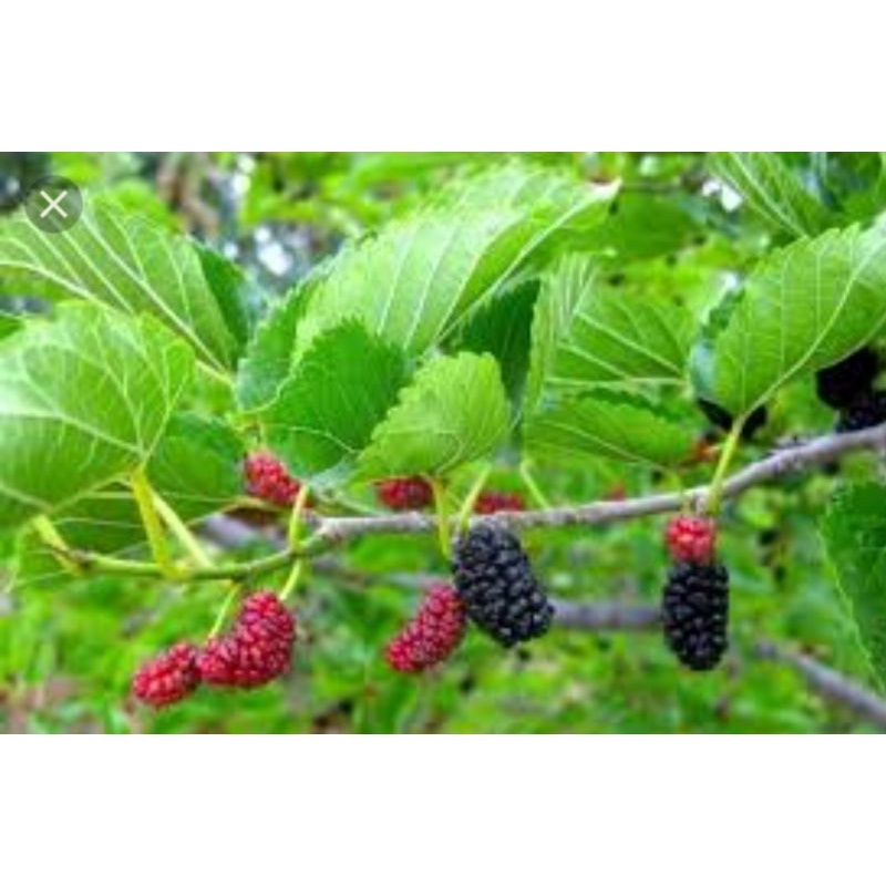 pokok mulberry,benih(keratan batang) | Shopee Malaysia