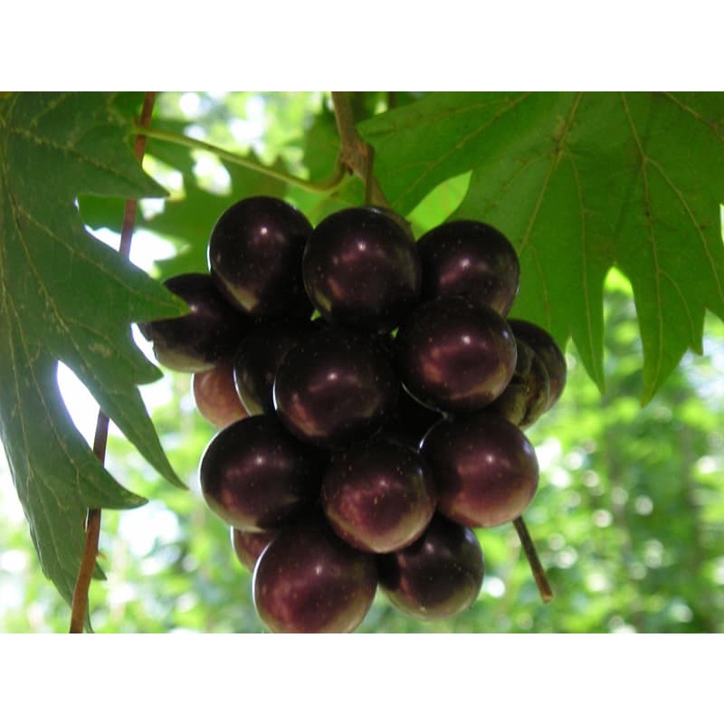 Anak Pokok MUSCADINE super stabil | Shopee Malaysia