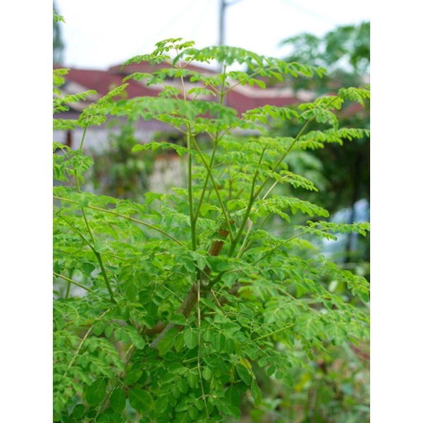 3 KERATAN MORINGGA/POKOK KELOR BANYAK KHASIAT(MUDAH HIDUP) | Shopee ...
