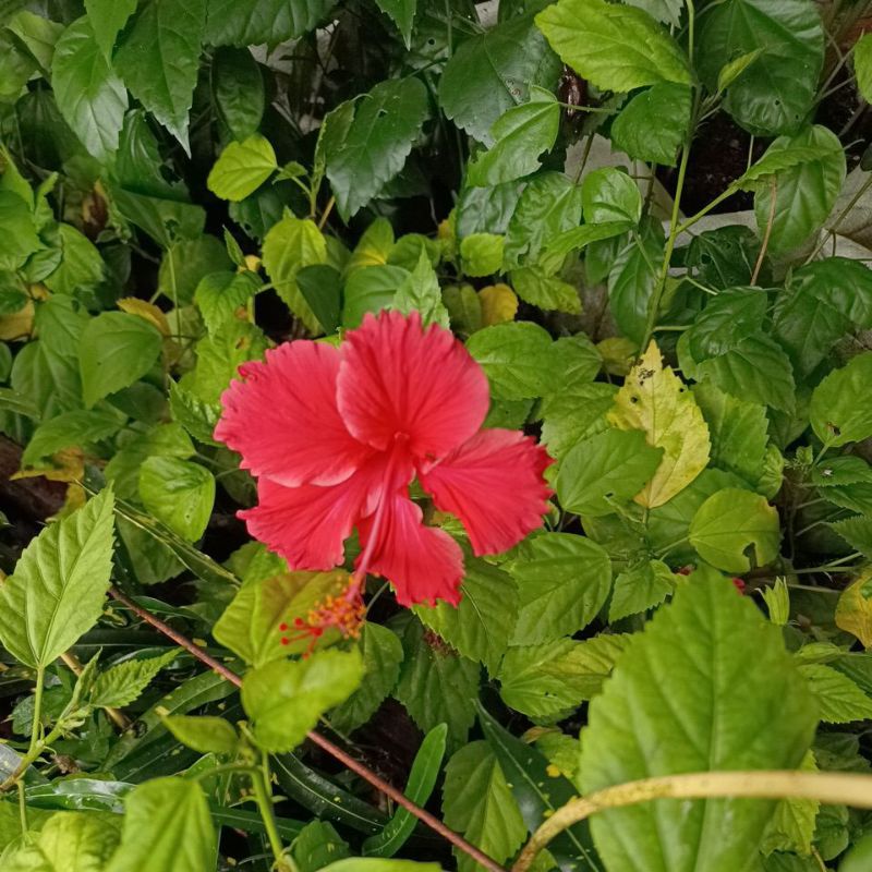 anak pokok bunga raya merah selapis ready stock tahan lasak by@mrs ...