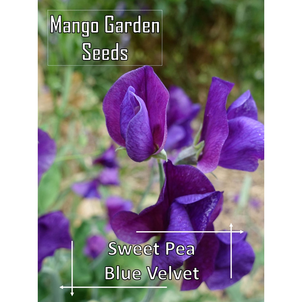 Blue Velvet Sweet Peas Seeds - 30 Seed *Pot Friendly* Tanam Pasu Bunga ...