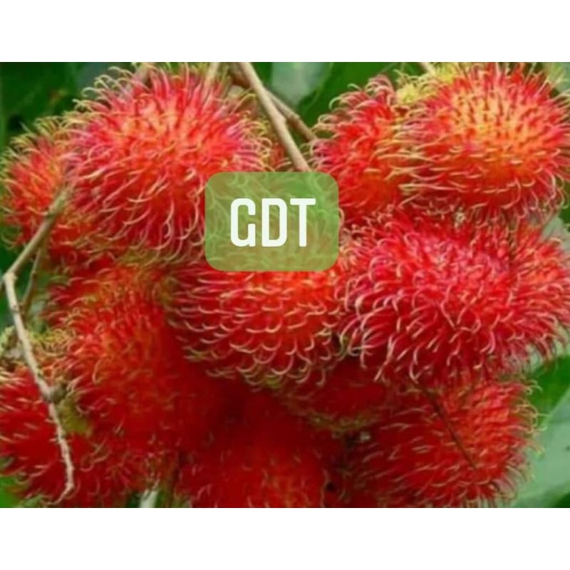 ANAK POKOK RAMBUTAN LAICI / LYCHEE | Shopee Malaysia