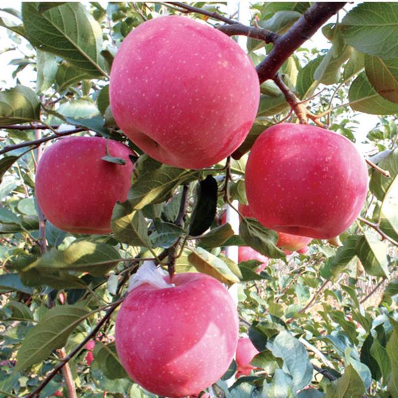 Dwarf Apple Tree Seeds for Planting (10 seeds/bag) | 苹果种子 | Benih Pokok Epal | Bonsai Tree Real ...