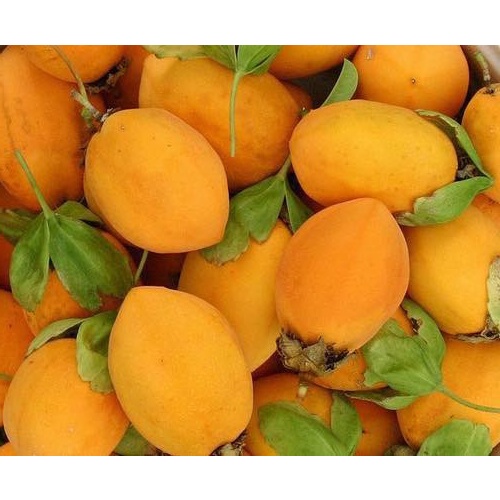 Anak Pokok Markisa Lilikoi/Melewar/Golden Passion Fruit | Shopee Malaysia