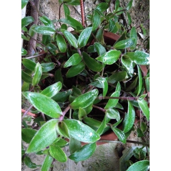 keratan pokok telinga kera 🎄🎄 (murah)(10 keratan) | Shopee Malaysia