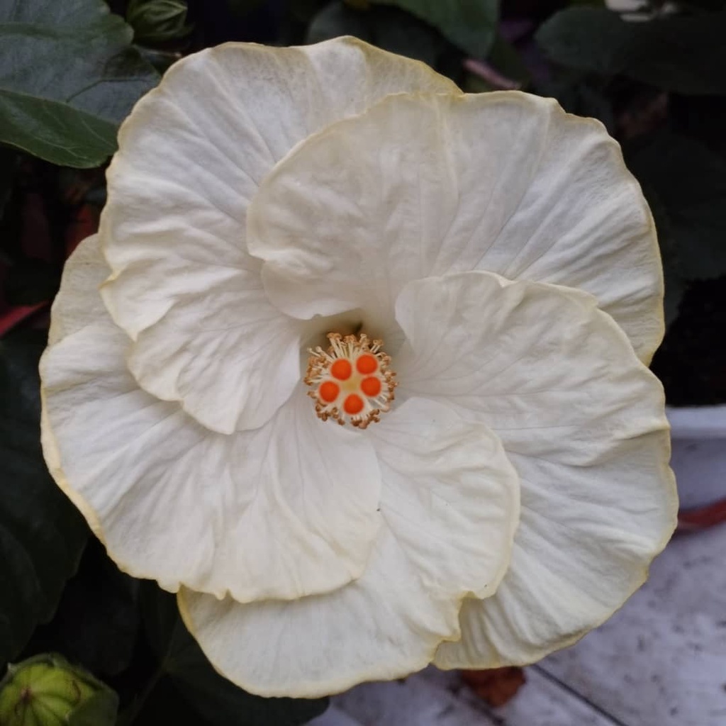 Anak Pokok Bunga Raya Putih Hawaii | Shopee Malaysia