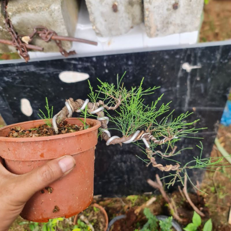 bonsai stock cemara udang indonesia casuarina | Shopee Malaysia