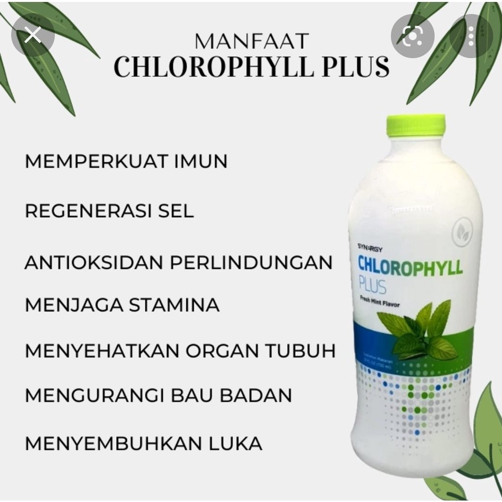 Original SYNERGY P CHLOROPHYLLIN PLUS | Liquid Chlorophyll 2 | Shopee ...
