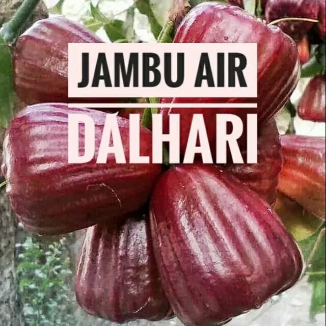 Anak Pokok Jambu Madu Dalhari | Shopee Malaysia