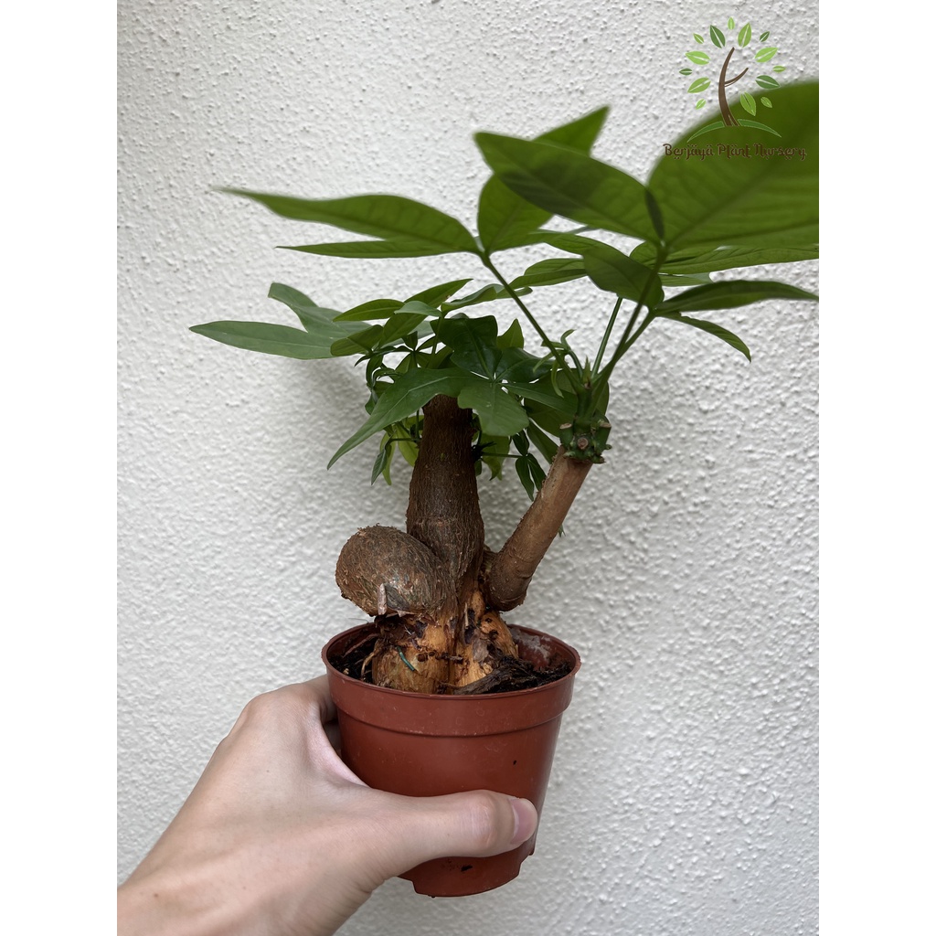 Berjaya Plant Nursery - Money Tree/Pachira Aquatica(Pokok Bunga Hidup ...
