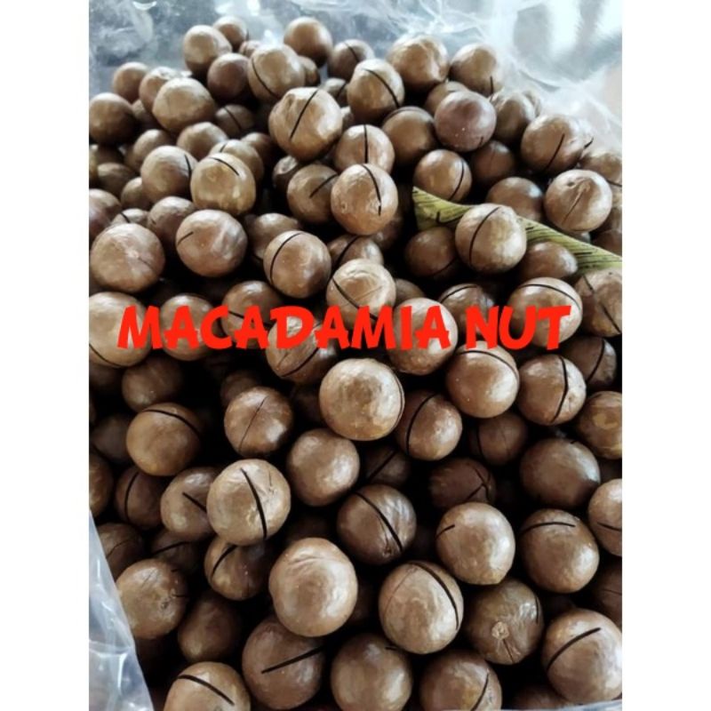Kacang Macadamia Kacang Loceng beserta kunci, ready to Eat | Shopee Malaysia