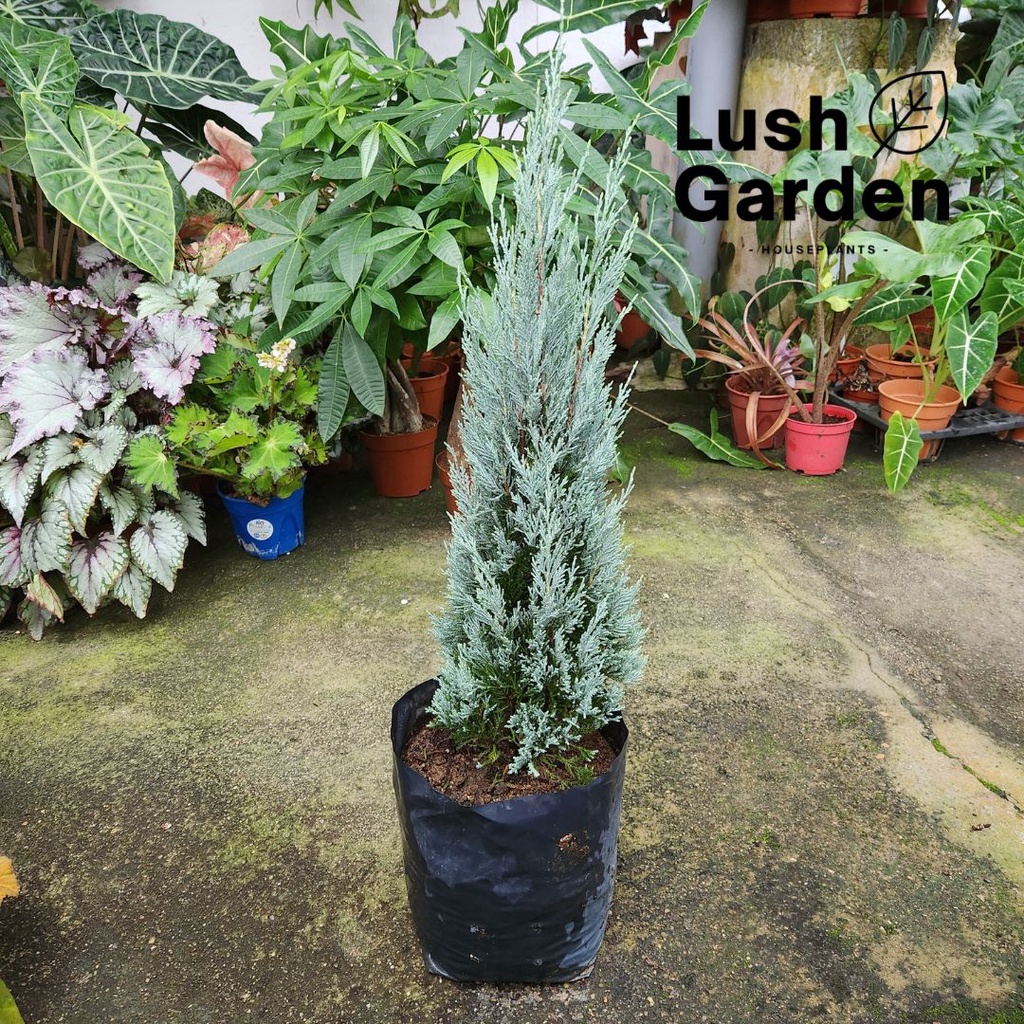 (Large Size) Silver Pine Tree Christmas Outdoor Live Plant Pokok Hiasan ...
