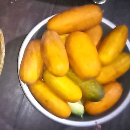 TIMUN TUA/TIMUN DAYAK/OLD CUCUMBER(-+ 1kg) | Shopee Malaysia