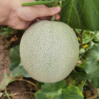 Hami Melon Seeds for Planting (10 seeds/bag, Easy To Grow) Sweet ...