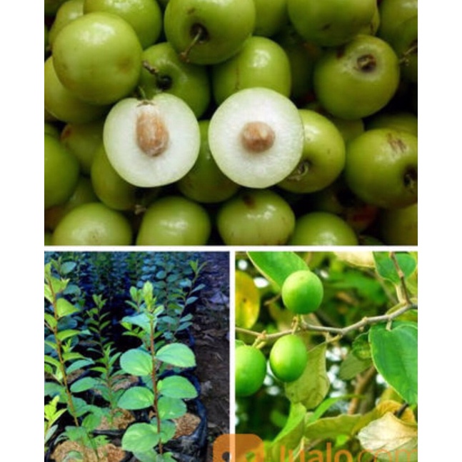 ANAK POKOK “Bidara” 🌿 BIDARA ARAB / BERDURI • Pohon Syurga 🌿 1 POLYBEG ...