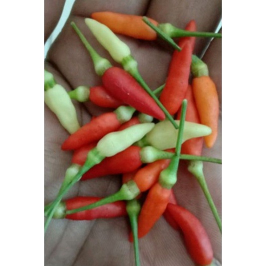 biji benih cili padi kampung warna putih. RM2 sepeket 6 seeds. white ...