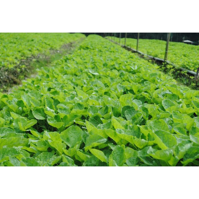 Bayam Hijau Daun Bulat 5.0gram ( 10 000 Biji Benih) | Shopee Malaysia