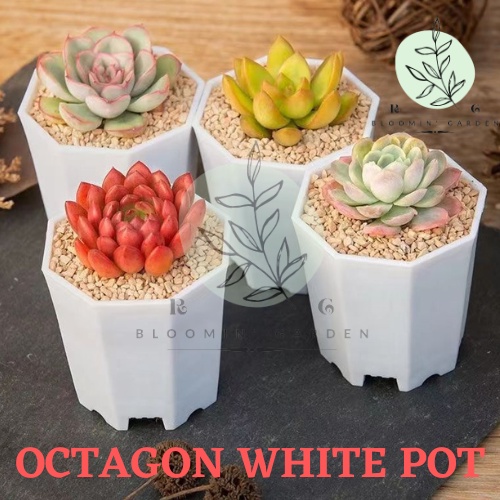 Octagon Plant Pot Small Planting Pot Flower Pot Cactus Pot Succulent ...